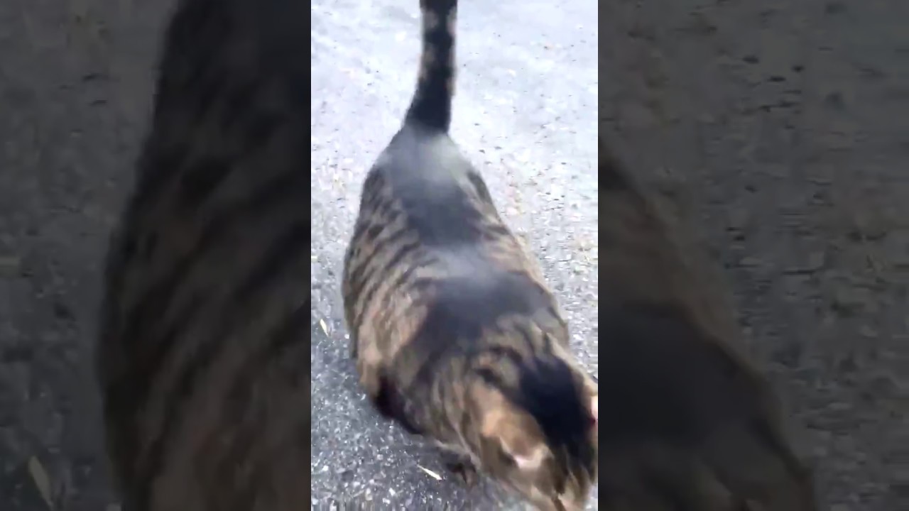 buff cat video - YouTube
