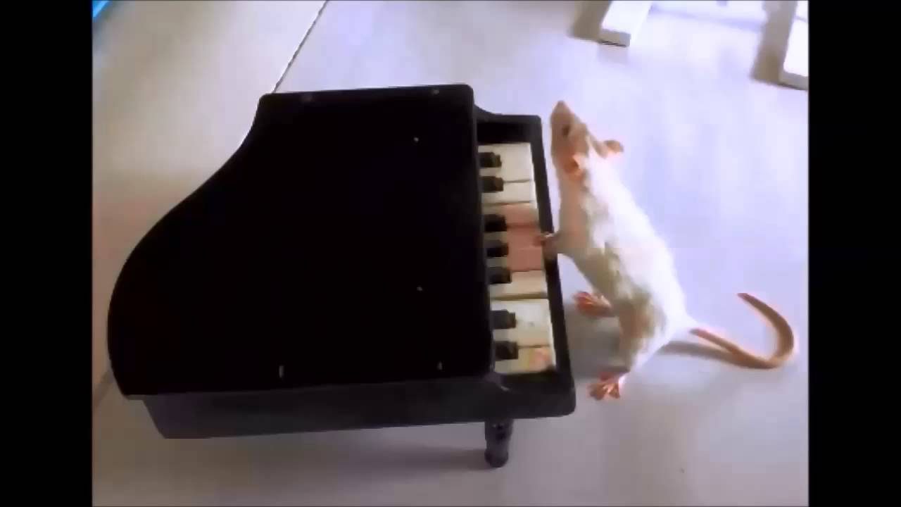 Informative Speech The Truth About Rats PART 3 - YouTube