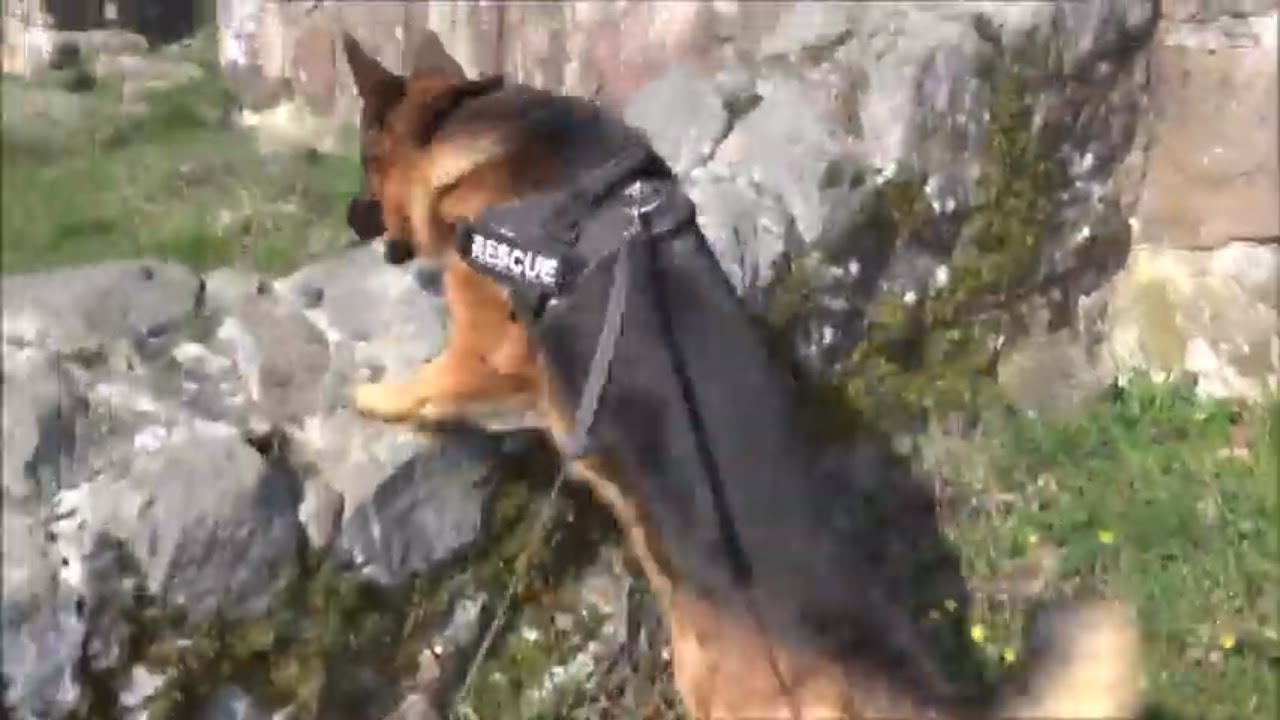 German Shepherd Rex onleash at castle ruins dated 1150 AD, chill out ...