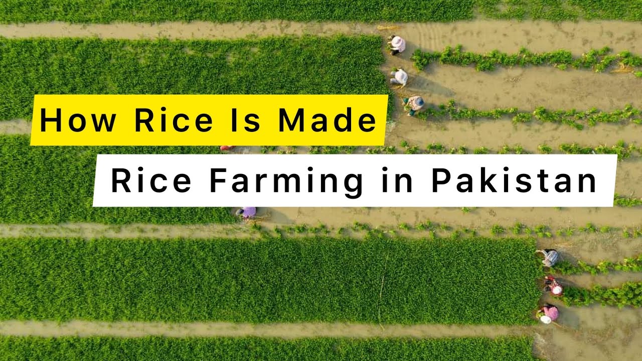 How Rice Is Made Vlog | Rice Farming in Pakistan - YouTube