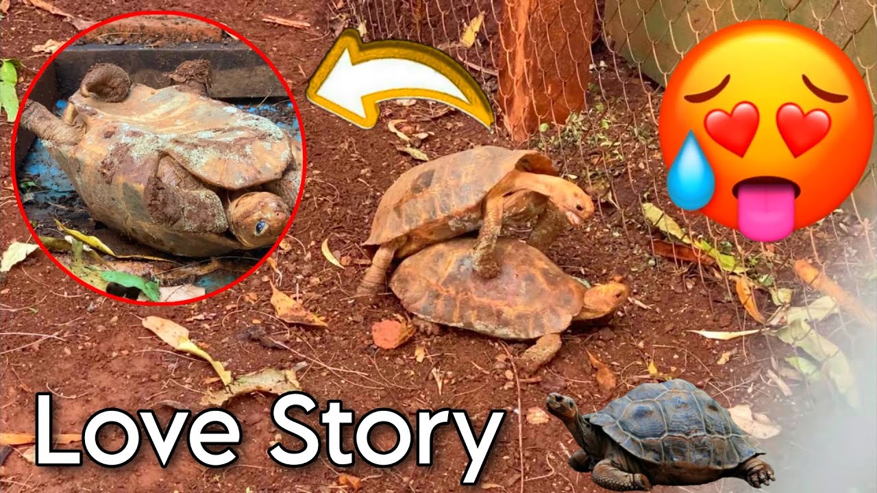 How love between two little turtles! - YouTube