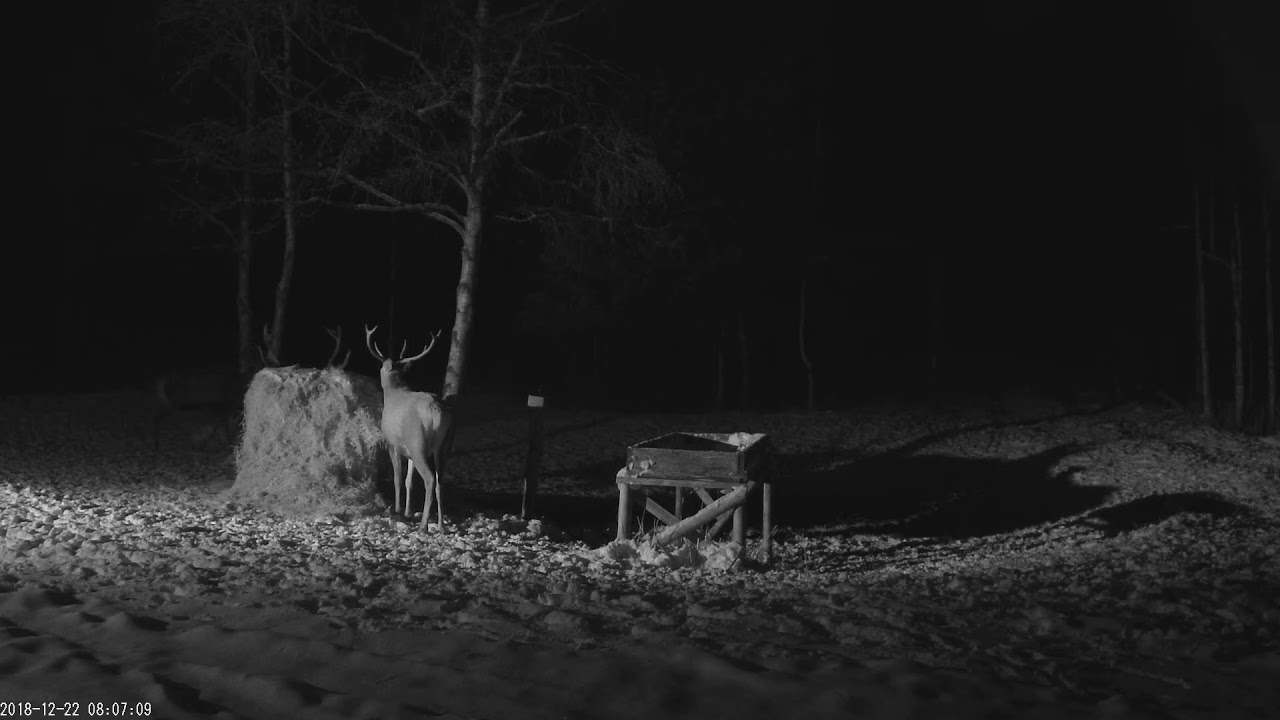 Hirv 2018 12 22 Stags - YouTube