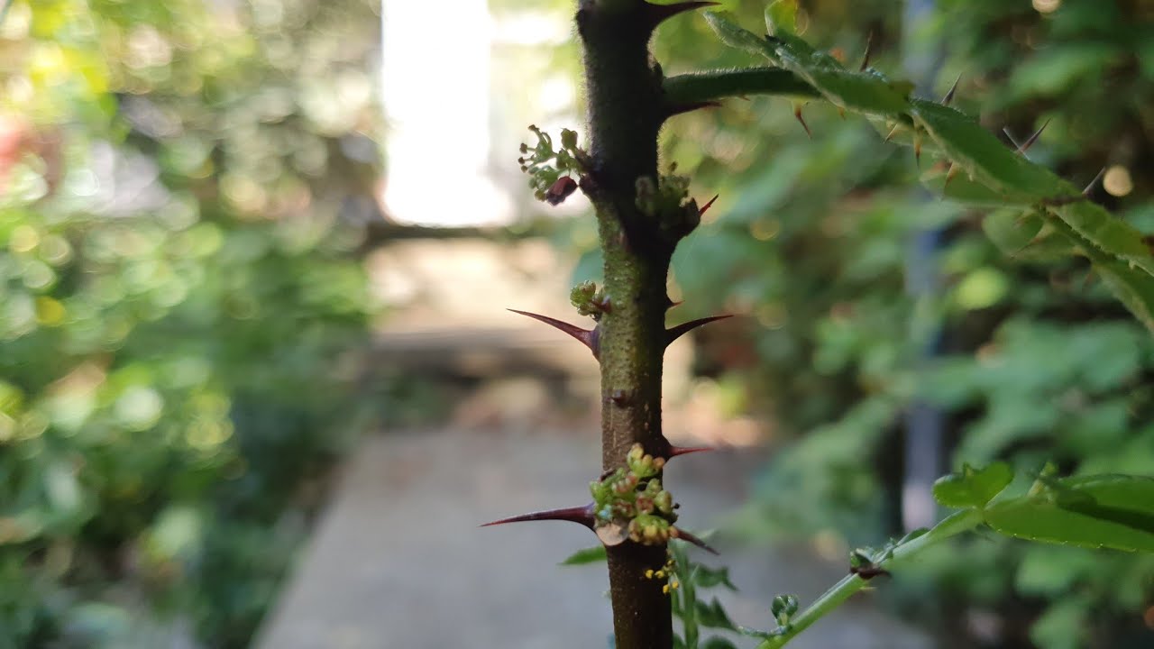 My Lemon Pepper Tree (Zanthoxylum Acanthopodium) is flowering! Tongue ...