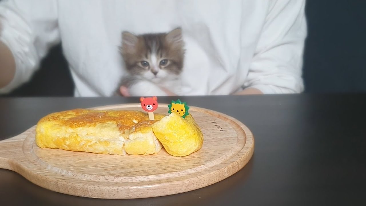 고양이에게 1000번 저은 계란을 줬더니 생긴 일? // What happened after I gave the cat 1000 ...
