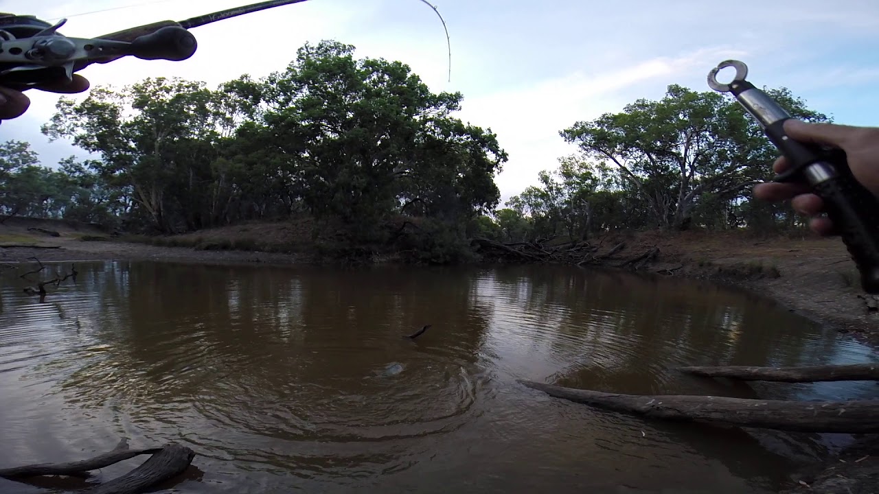 surface fishing murray cod namoi river - YouTube