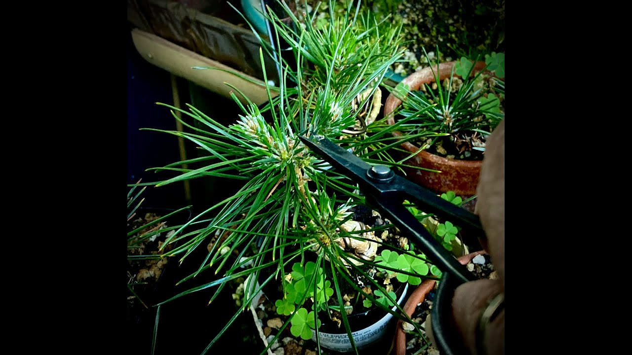 Patricia O'Connor, The Bonsai Balcony: Bud selection on Japanese Black ...