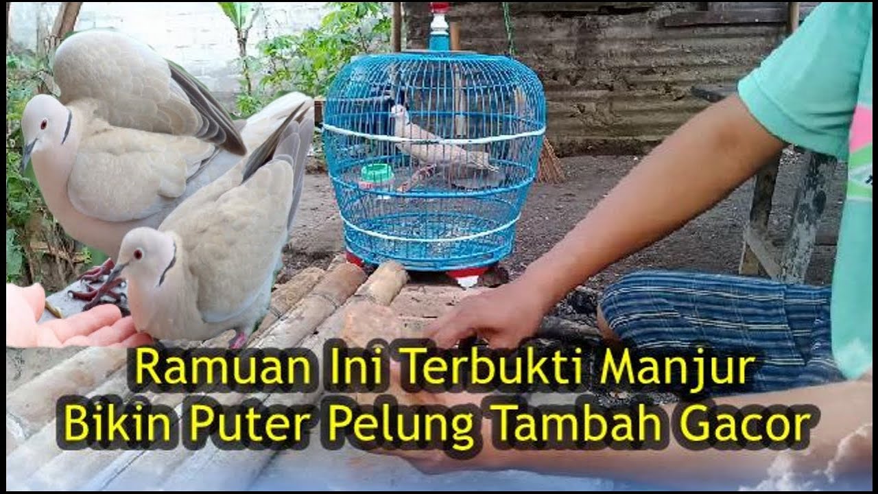 Ramuan Tradisional Bikin Tambah Gacor Puter Pelung - YouTube
