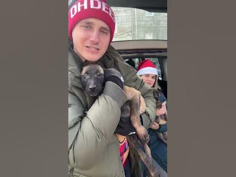 Малінуа Малинуа Бельгійська Вівчарка Овчарка - YouTube