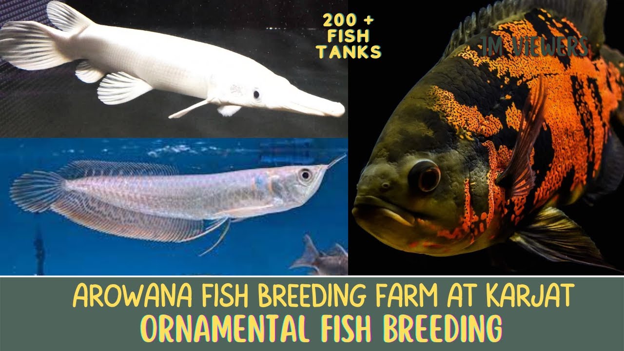 Arowana Fish Breeding Farm at Karjat | Ornamental Fish Breeding | Pooja ...