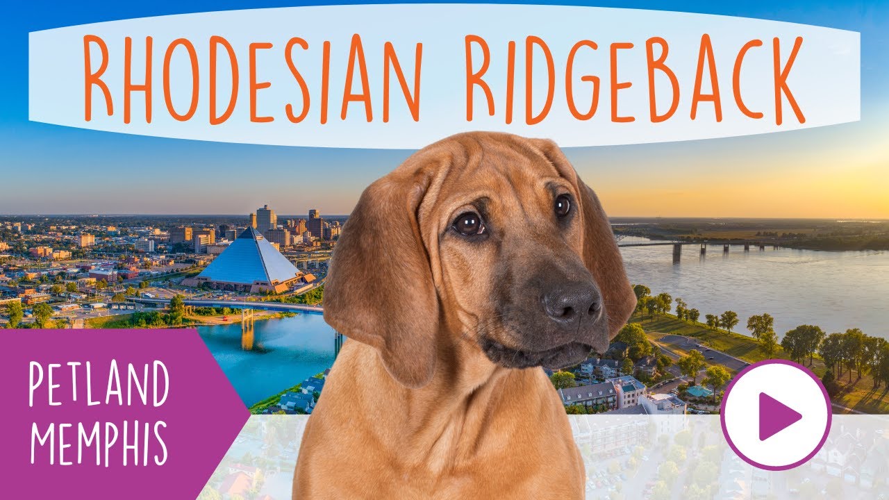 Rhodesian Ridgeback Fun Facts - YouTube