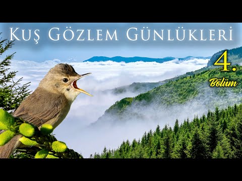 Trabzon Düzköy Haçkalıbaba Yaylası Kuş Gözlemi | Çalı Kamışçını Sürprizi | Kuş Gözlem Günlükleri 4
