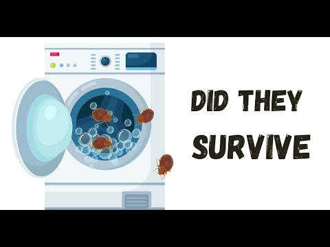 Bed Bugs Can They Survive A Washing Machine Cycle - YouTube