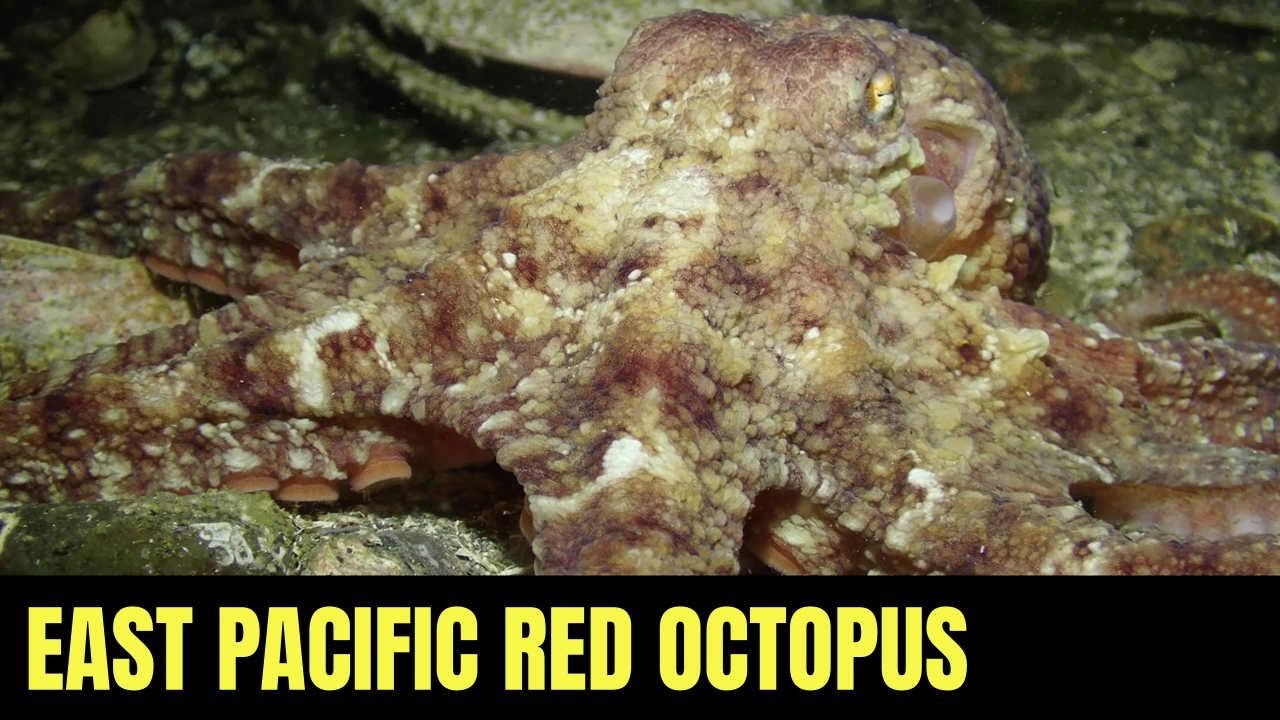 East Pacific Red Octopus 45 | Salish Sea Marine Wildlife - YouTube