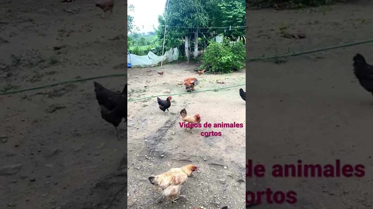 Mira como el gallo pisa la gallina. Gallo pisando gallina - YouTube