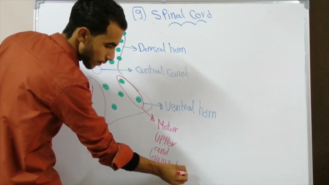 Spinal Cord - Dr Ibrahim Antar - YouTube