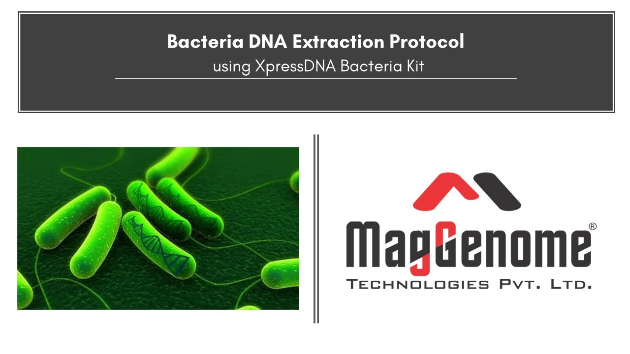 XpressDNA Bacteria Kit | Bacterial DNA Extraction Protocol - YouTube