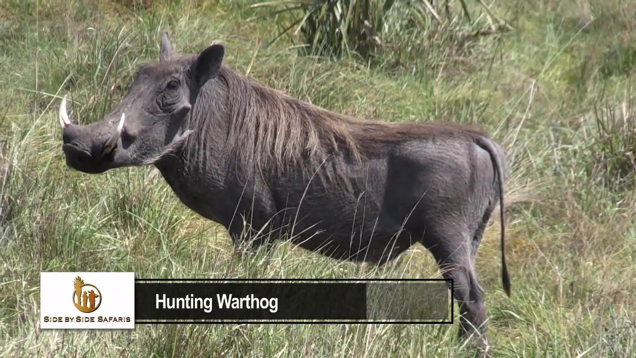 Warthog hunting with Side by Side Safaris - Part (2) - YouTube