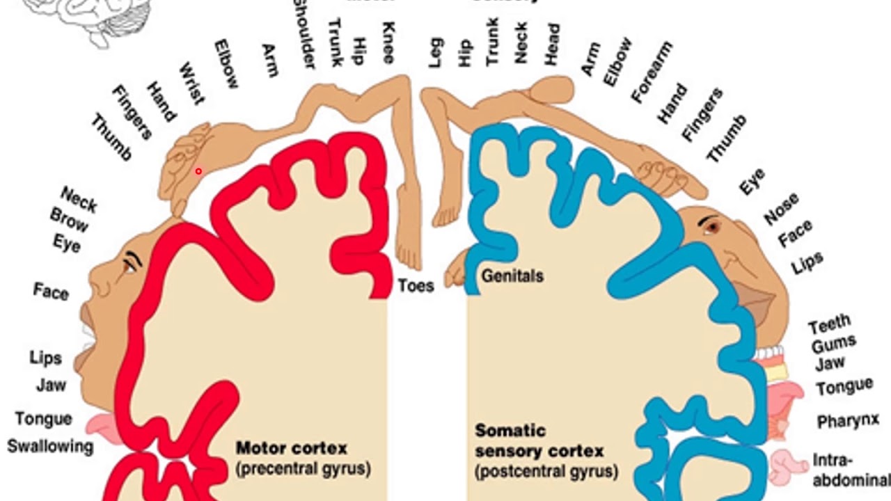 anatomy of cerebral cortex Lec2 - YouTube