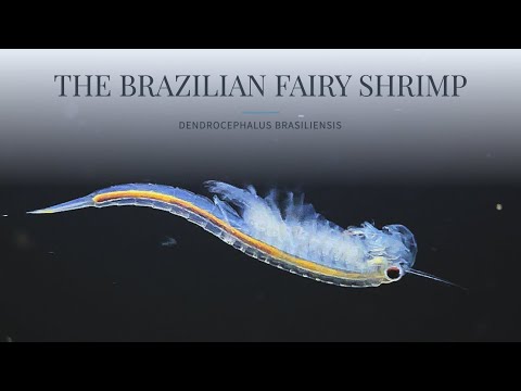 The Brazilian Fairy Shrimp (Dendrocephalus brasiliensis) - YouTube
