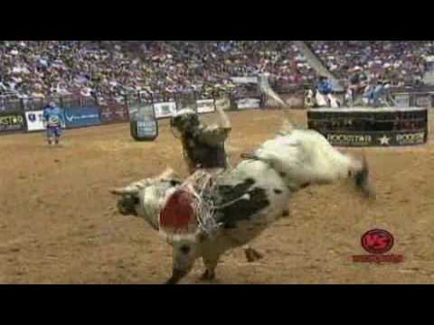 Pbr Bull Voodoo Child