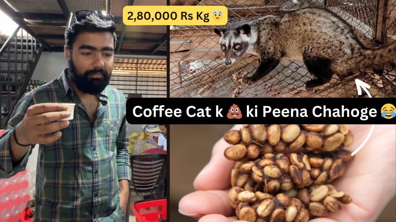 World's Most Expensive Coffee From CAT Poop 💩 Worth Rs 280000 😨 ...