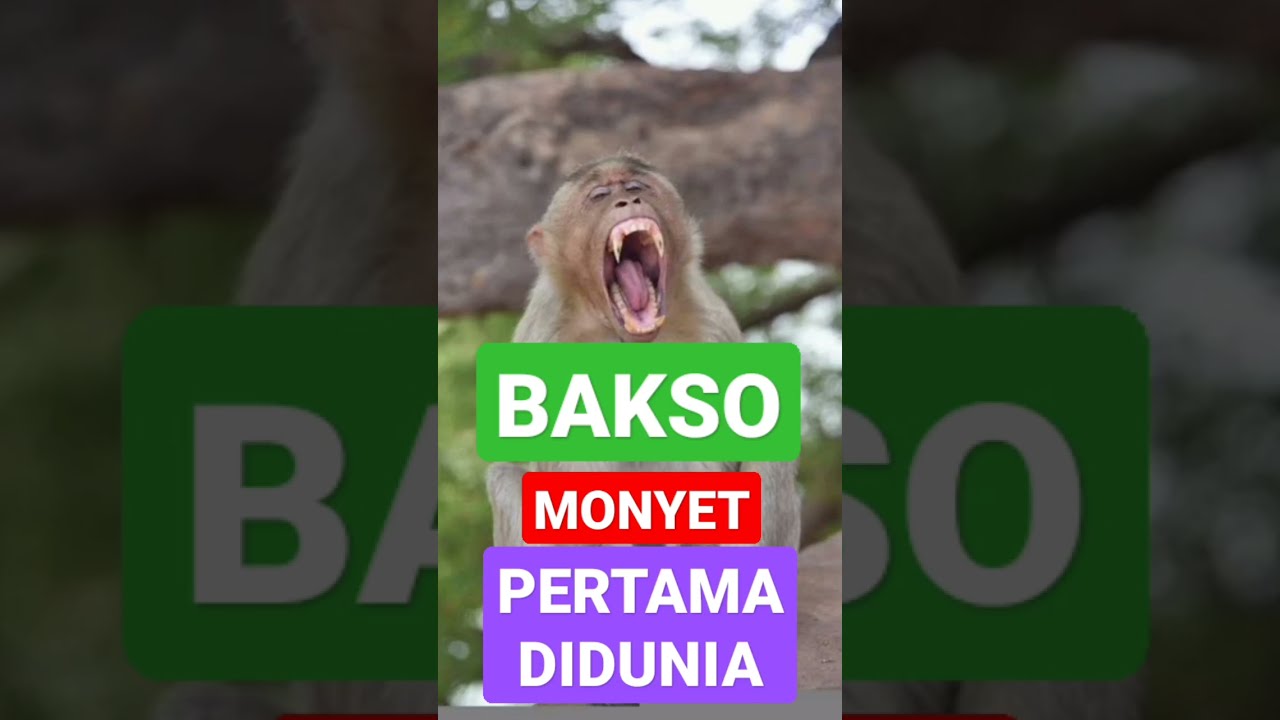 BAKSO DAGING,MONYET 2022 VIRAL,chef juna tertawa lihat Vidio ini - YouTube
