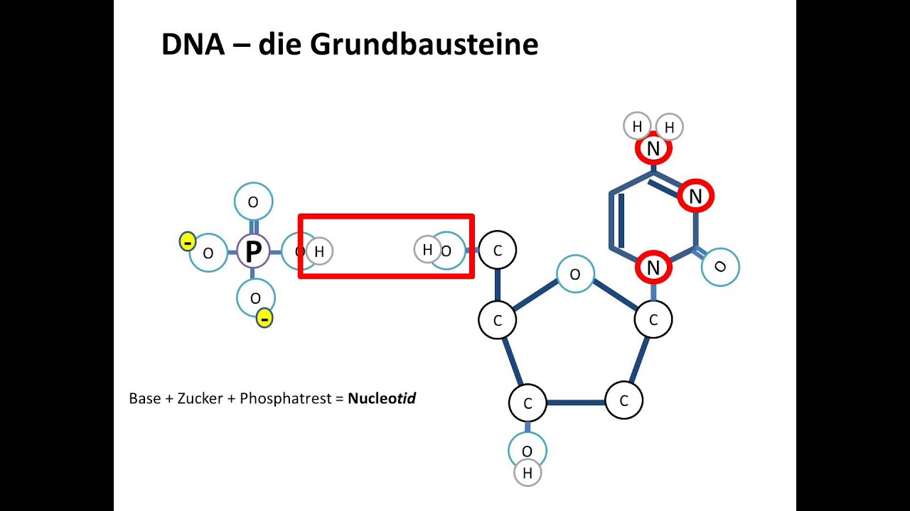 Chrashkurs Genetik - Strukturen 1 - DNA Grundbausteine - YouTube