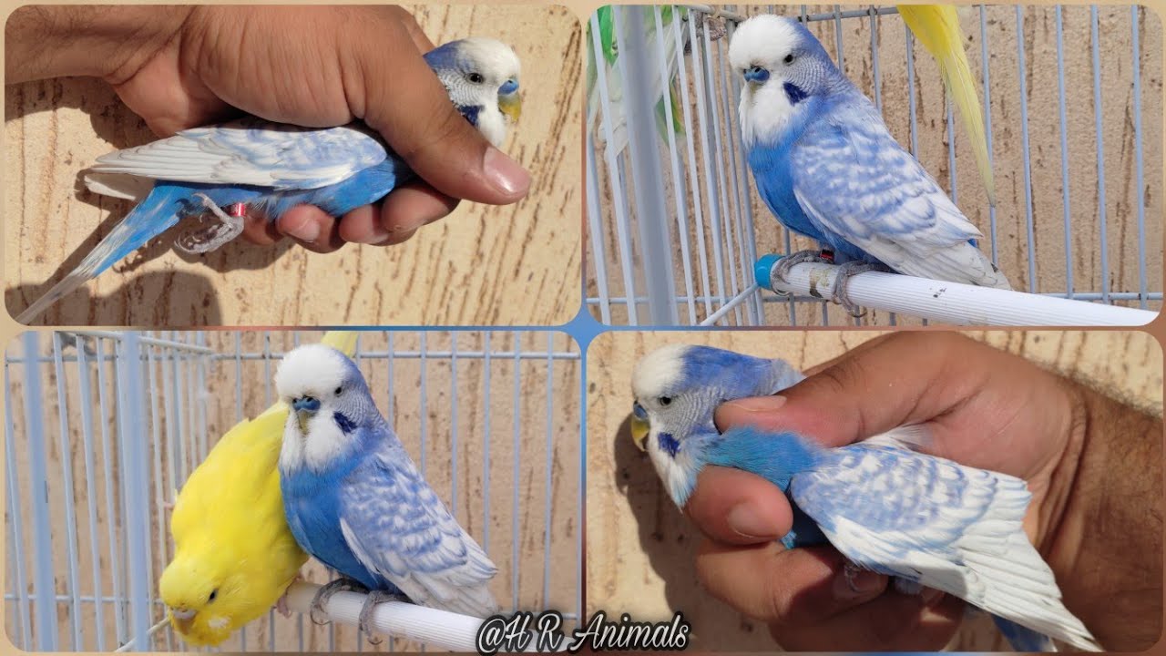 Budgie : Male Spangle Single Factor / Female Spangle Double Factor ...
