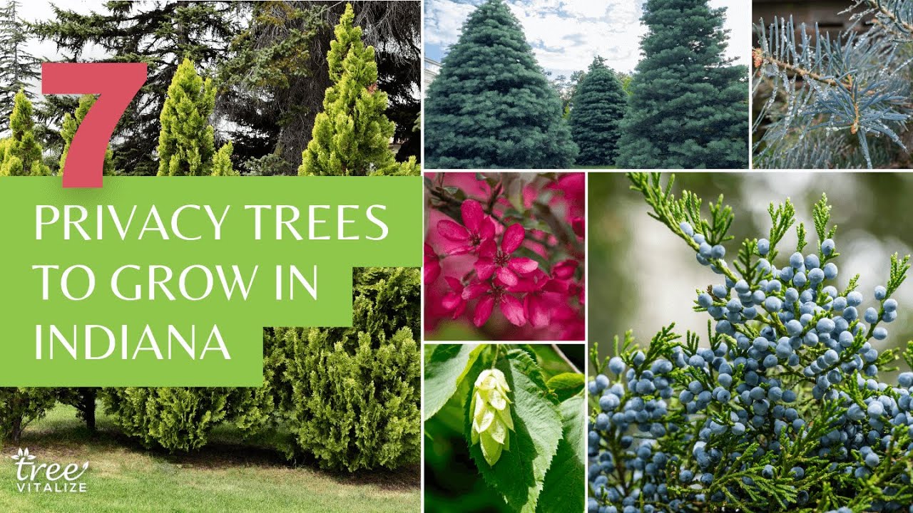 7 Privacy Trees to Grow in Indiana (for Hedges, Rows & More)