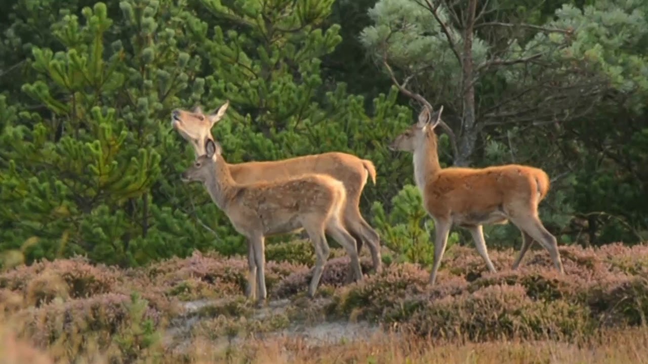 Kronhind advarselslyd Oksbøl Øvelsesterræn / Red deer warning sound ...