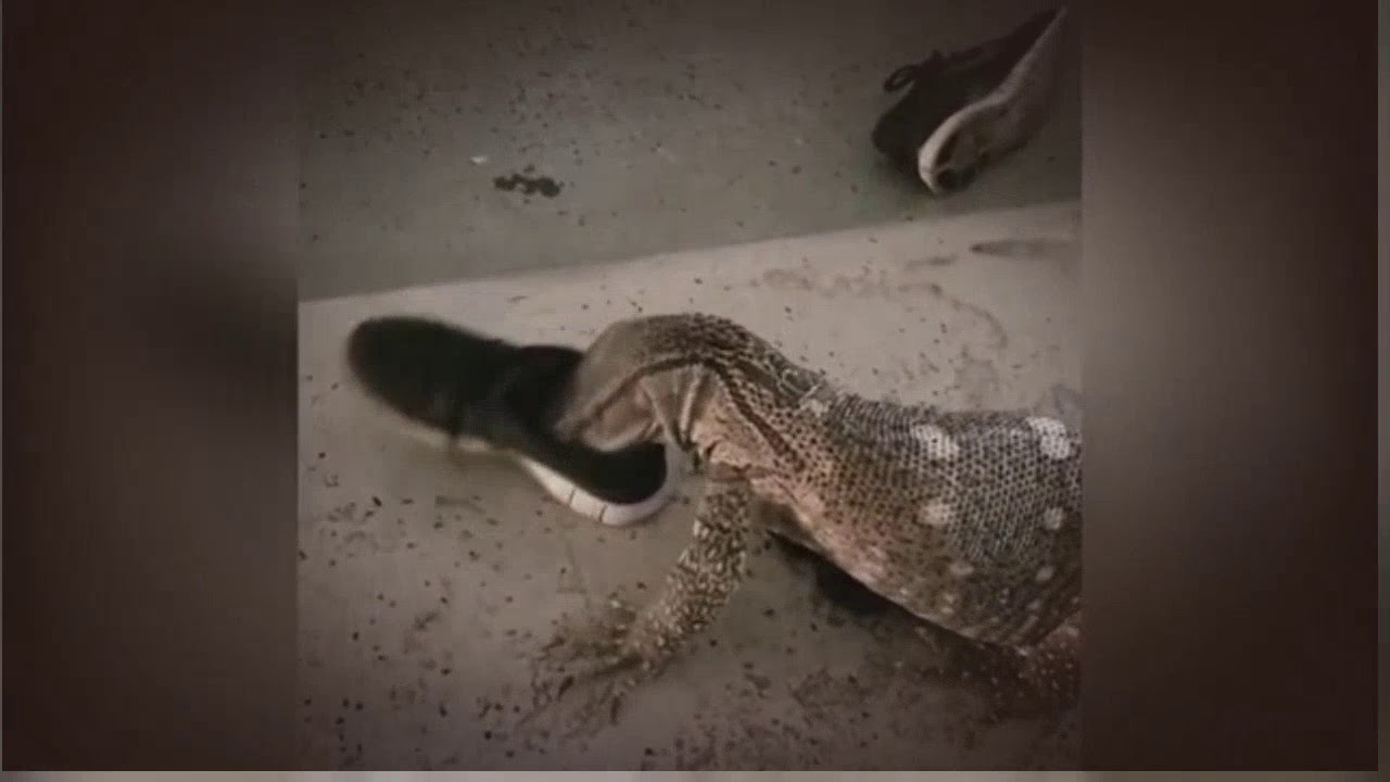 Pet store owner asks the public for help to find 35 pound lizard - YouTube