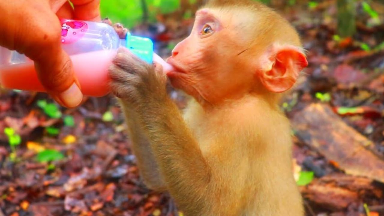 First Day Training Wild Babies Monkeys Drink Milk From Gallon - YouTube