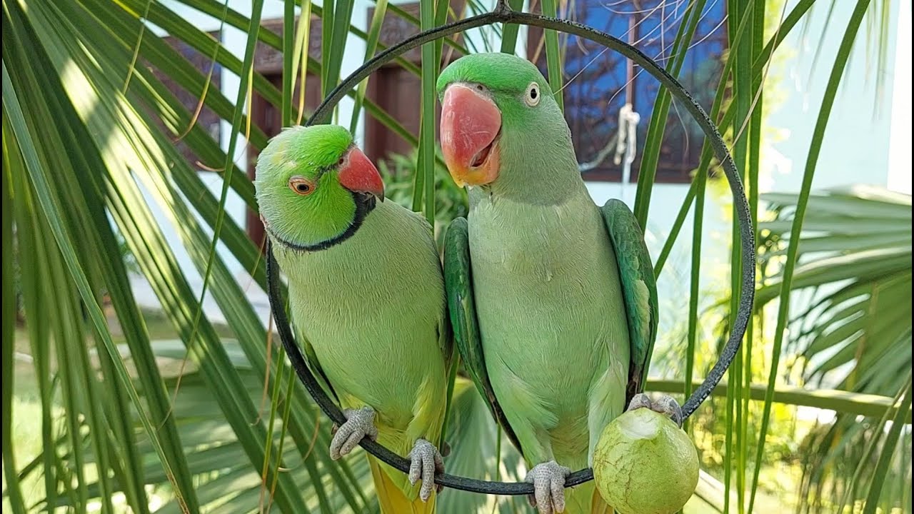 Talking Parrot Eating Guava | Shafin and Alex Forever - YouTube