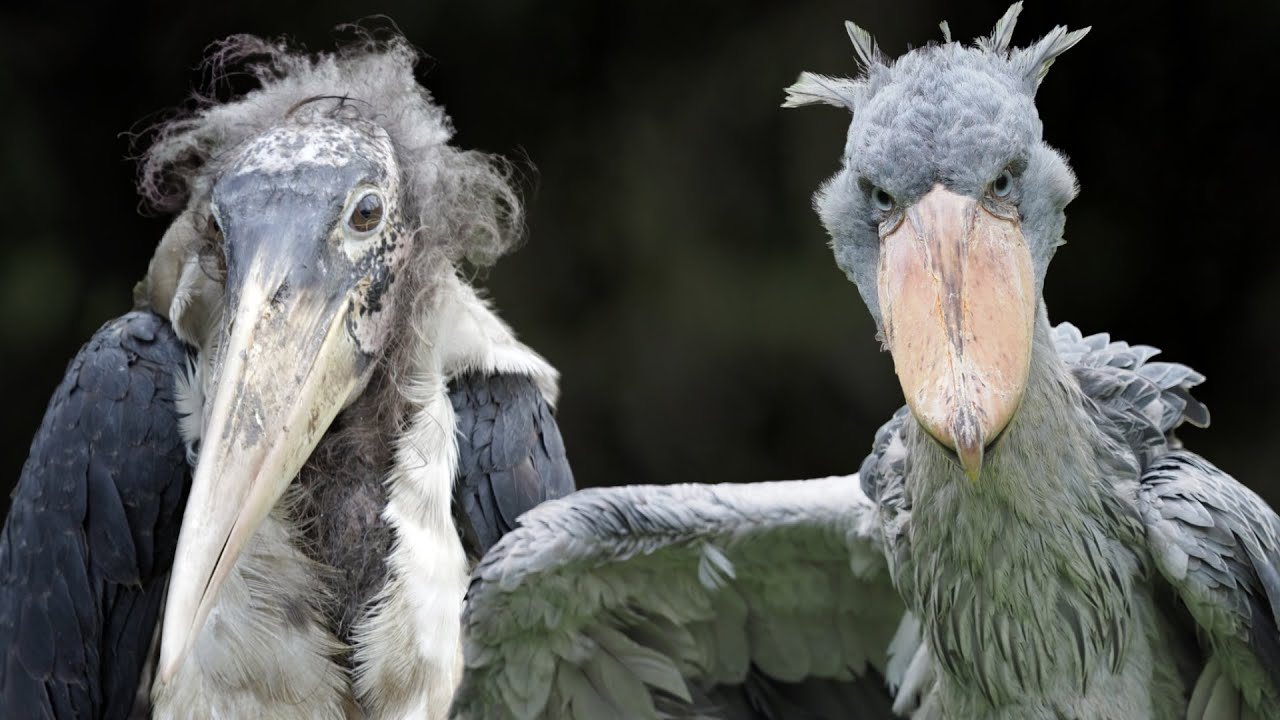 10 of the Weirdest Birds You Never Knew Existed - YouTube