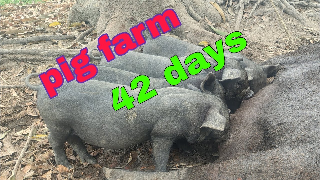 My new local pig farm - YouTube