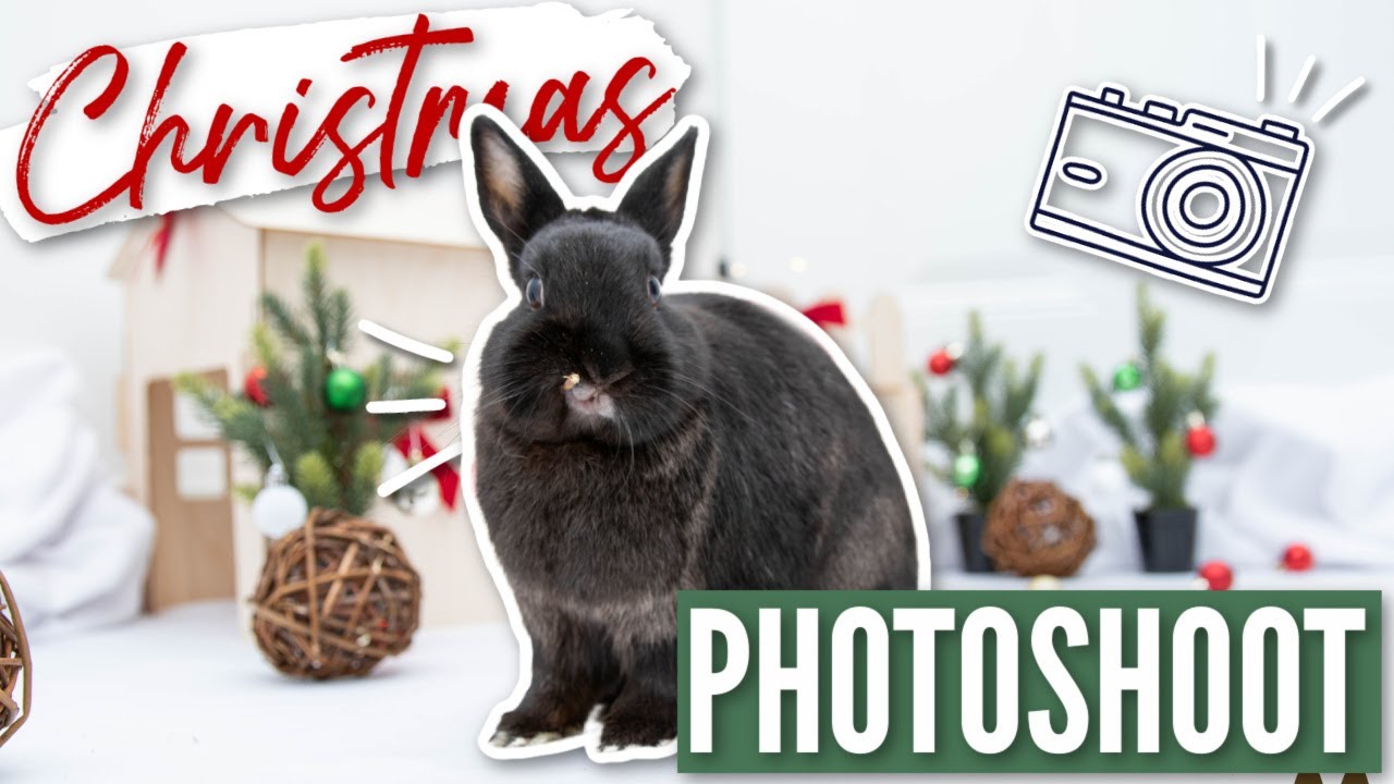 How To Do A Rabbit Photoshoot! - YouTube