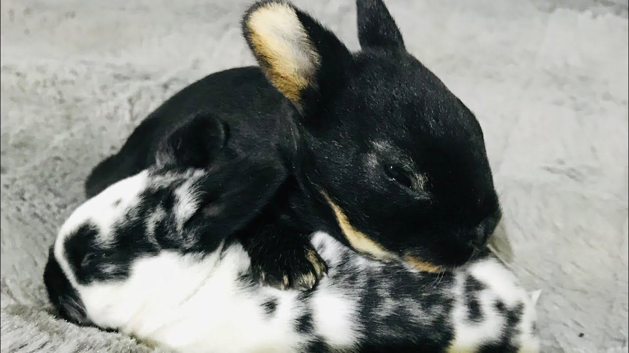 Mini Rex Rabbits!/ Birth to 7 weeks!🐰 Vlog #2 - YouTube