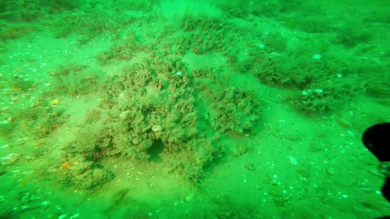 Sabellaria spinulosa Reef, Dorset, Scuba Dive, 18m - YouTube