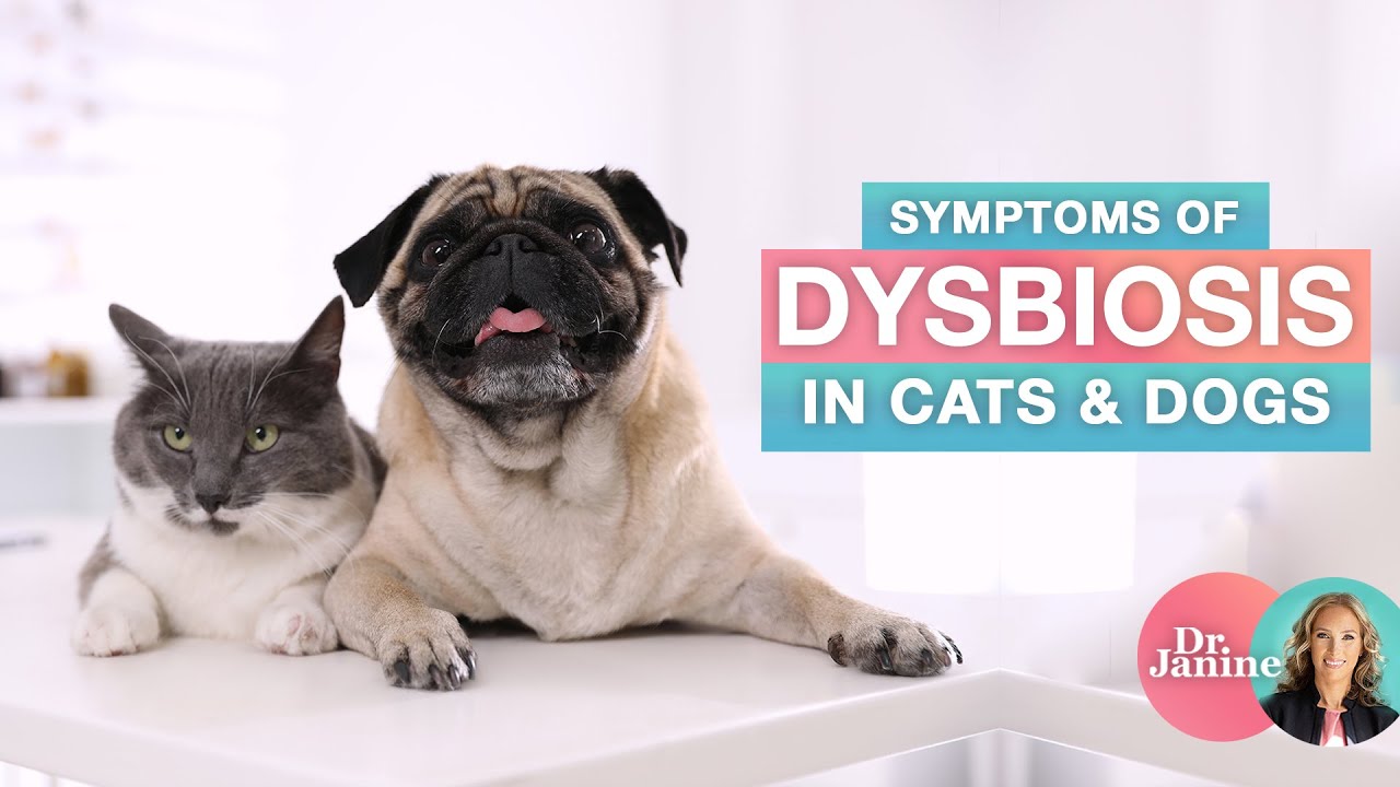 Healthy Pets | Common Signs & Symptoms of Dysbiosis in Pets | Dr. J9 ...