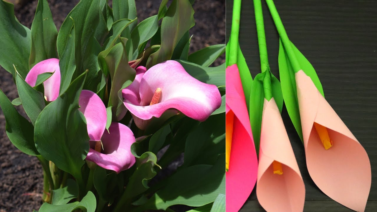 How to Make Calla Lily Paper Flower ll Easy Origami Flower for ...