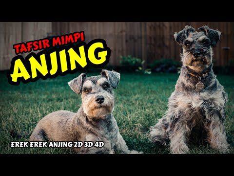 Tafsir Mimpi Anjing & Erek Erek Anjing 2D 3D 4D