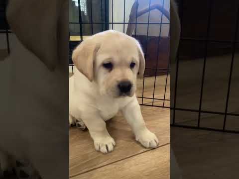 Must fight back against the CLAW!!! 🥹🐾❤️ #shorts