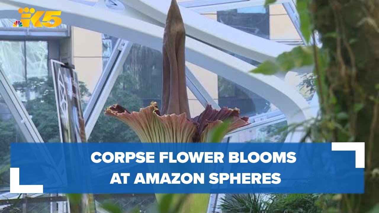 Corpse flower blooms at Amazon Spheres in Seattle - YouTube
