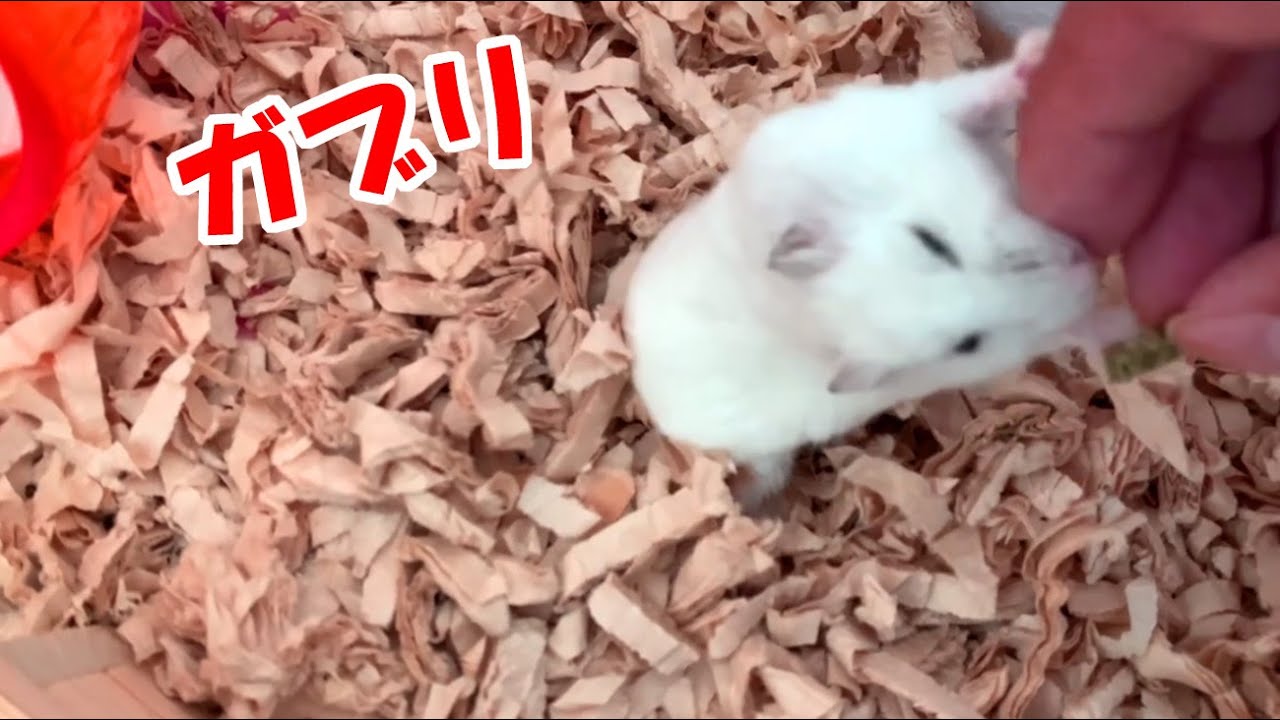 【ハムスター】また指を間違って噛みつくジャンガリアンハムスター【4K】Djungarian hamster biting the wrong ...