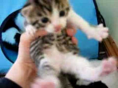 kittens at 2 weeks - YouTube
