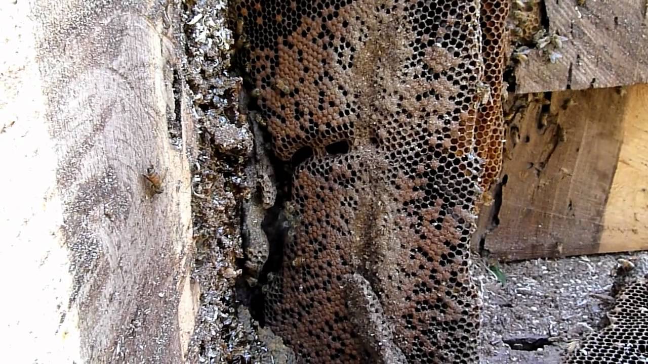 Bee Tree Removal - YouTube