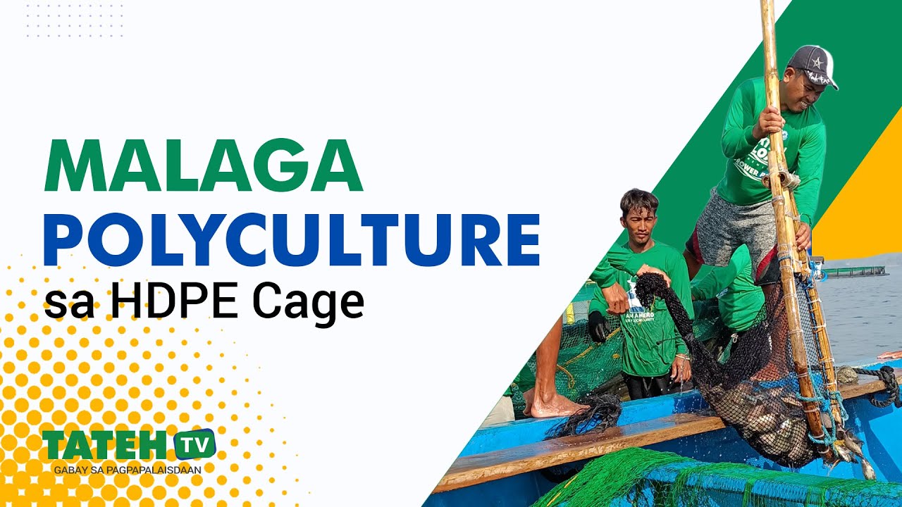 Malaga and Bangus Polyculture sa HDPE Cages | TatehTV Episode 134 - YouTube