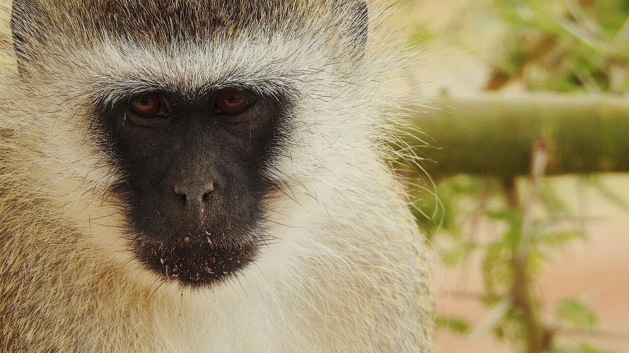 Monkeys & Baboons in Amboseli National Park - YouTube