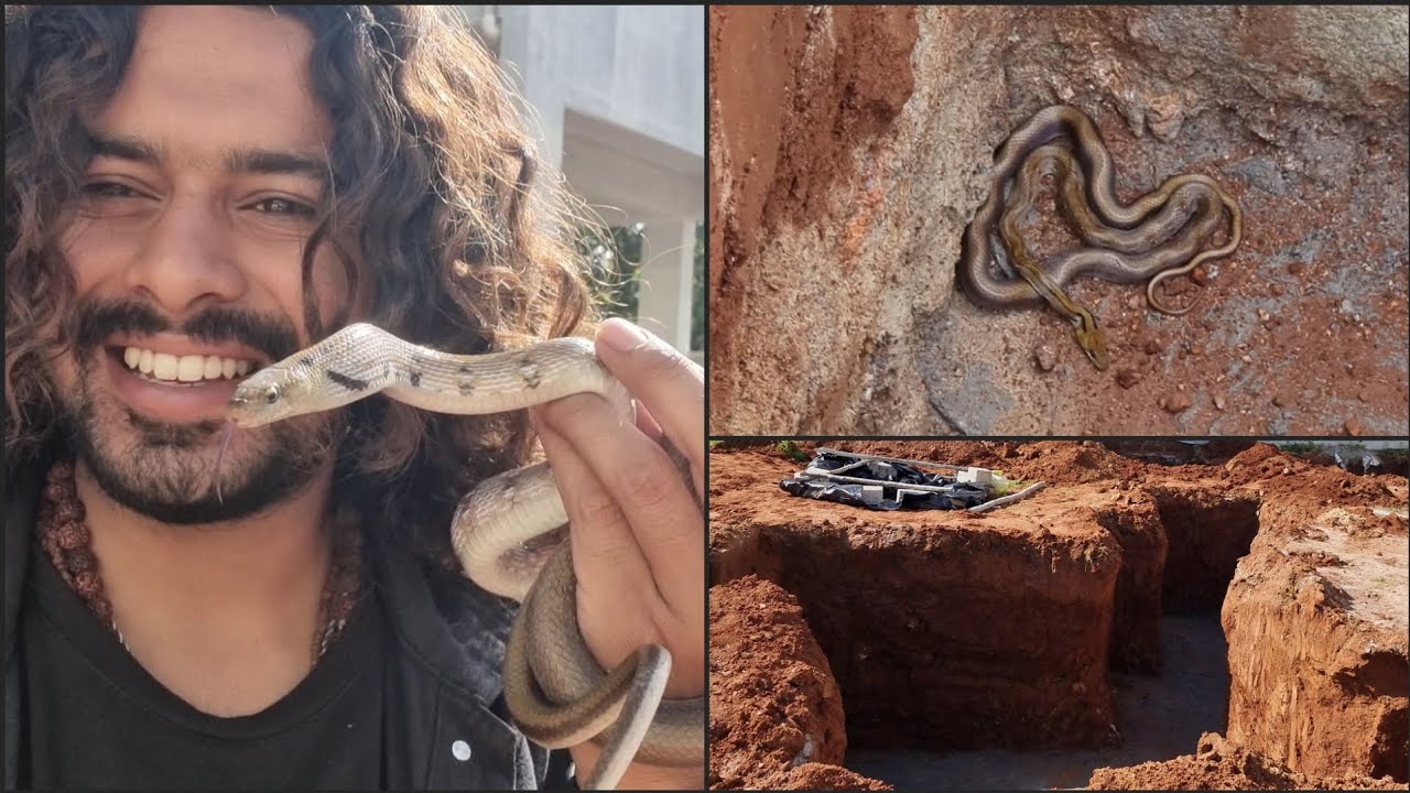 Rescue of a snake in a construction pit! - YouTube