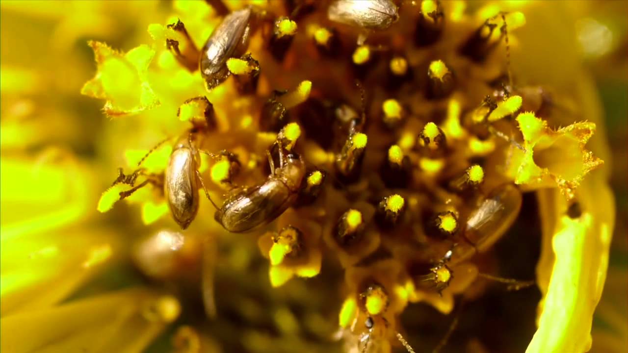 Prairie+Test+Footage HD - YouTube